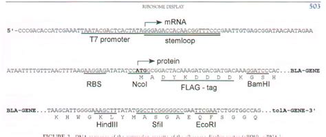 Figure 1 From Ribosome Display In Vitro Selection Of Protein Protein Interactions Semantic