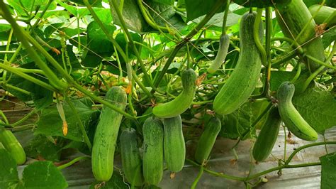 সর্বোচ্চ ফলন শসা চাষে মাচা বেড এবং সার দেওয়ার পদ্ধতি। Youtube