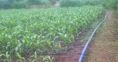 Femi Farms Akure Maize Cultivation On Drip Irrigation