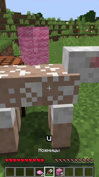 КАК ЭФФЕКТИВНО КРАСИТЬ ШЕРСТЬ В Minecraft Minecraft майнкрафт Minecraftshorts Youtube