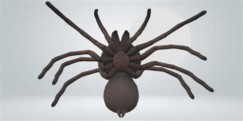 Паук изолирован на прозрачном фоне Премиум Psd Файл