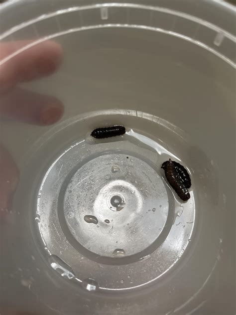 Se Usa R Whatsthisbug