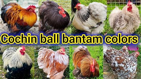 Cochin Bantam Chickens Colors Collection Cochin Bantam Chicken