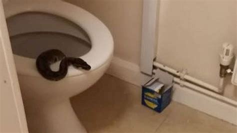 Woman Terrified To Find Python Sticking Its Head Out Of Her Toilet At Am