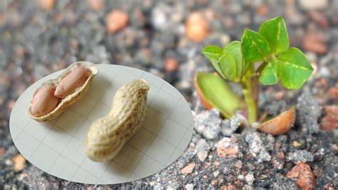 Peanut Plant Life Cycle