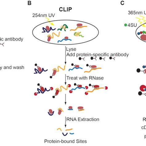 2 An Overview Of Techniques Used To Interrogate In Vivo Rna Protein