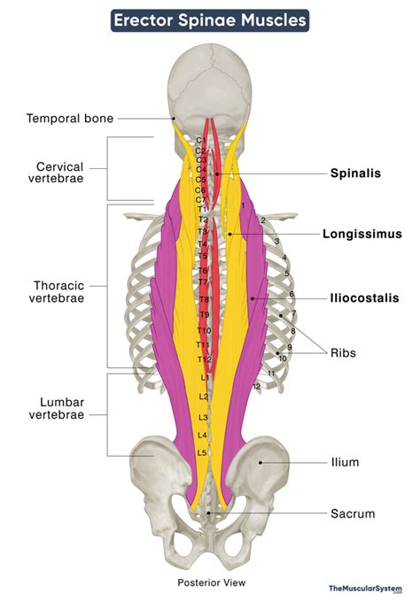 Erector Spinae Muscle Group Origin Insertion Functions And Diagram