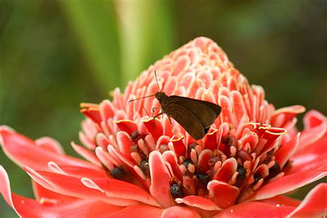 Torch Ginger Background Images Hd Pictures And Wallpaper For Free Download Pngtree