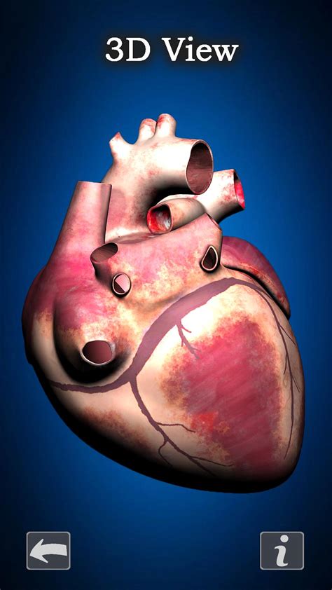 Female Anatomy Woman Body Visualizer Apk Für Android Herunterladen