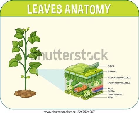Internal Structure Leaf Diagram Illustration Stock Vector Royalty Free 2267524207 Shutterstock