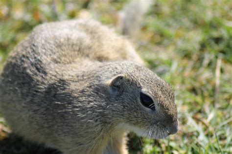 Rodent Resembling A Gopher On Grass Stock Image Image Of Field