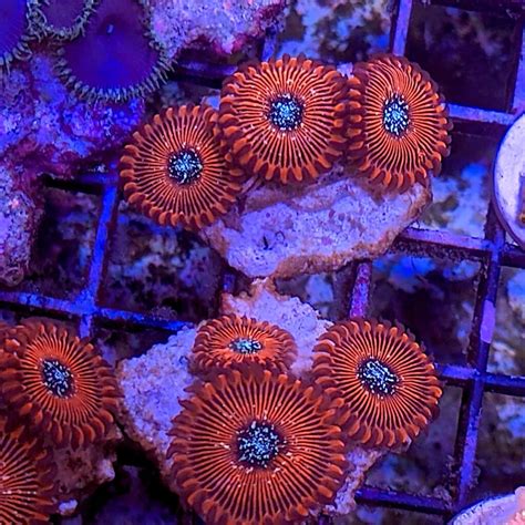 Magician Zoanthid Zoanthus Gigantus The Reef Farm
