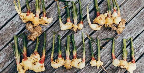 Як виростити імбир на дачі висаджуємо доглядаємо та зберігаємо правильно