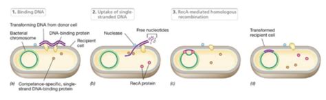 Biology Year 1 Building A Phenotype Hilary Term Prokaryotic Sex And