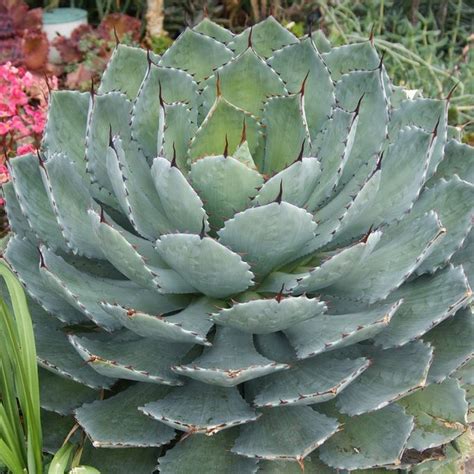 Artichoke Agave Star Nursery Garden And Rock Centers