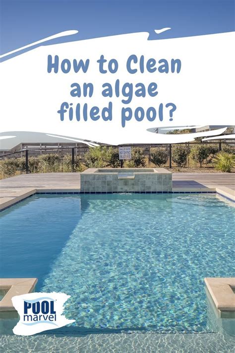 Is Swimming Pool Algae Dangerous Pool Algae Types Safety Artofit