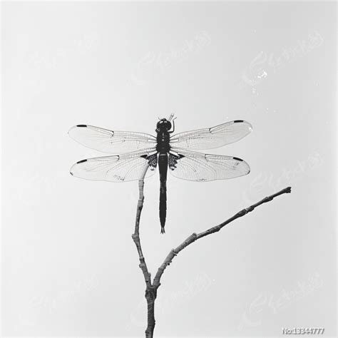 蜻蜓昆虫图片下载 红动中国