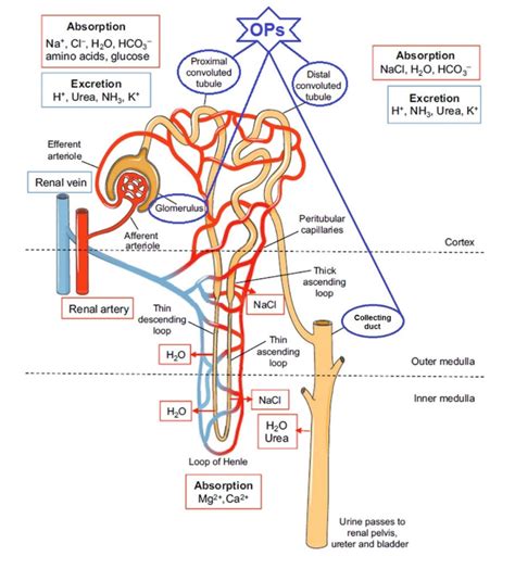 Nephron Definition Structure Types Functions Of Nephron 44 Off