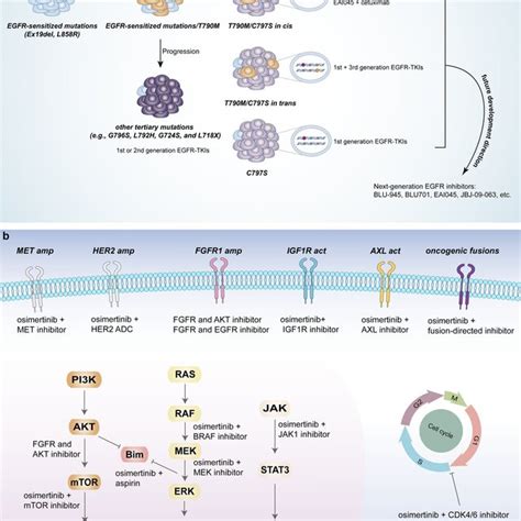 Ongoing Trials For Egfr Mutated Nsclc Patients With Osimertinib Resistance Download Scientific