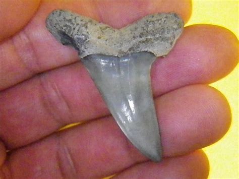 Isurus Retroflexus Fossil Id The Fossil Forum