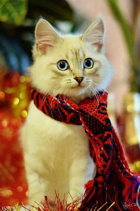Пин на доске Котик один