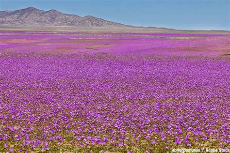 砂漠に花が咲き乱れる世界一乾燥した場所に現れる花畑の謎