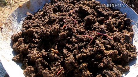 How To Make Vermicompost YouTube