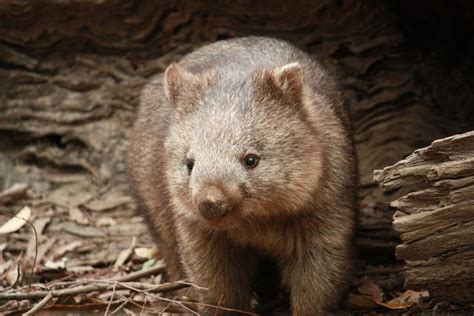 Common Wombat In Australian Wildlife
