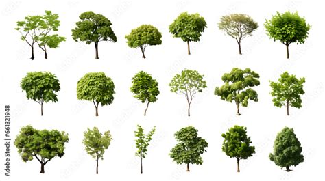 Overhead Tree Collection Isolated On Transparent Or White Background PNG Stock Photo Adobe Stock