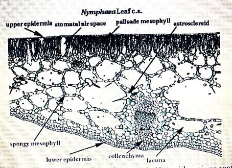 Note Label Please Its Cross Section Of A Hydrophytic Leaf Nymphaea