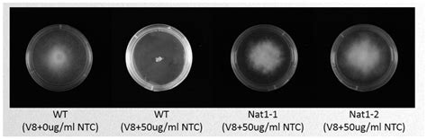Nat1基因作为筛选标记在卵菌遗传转化中的应用