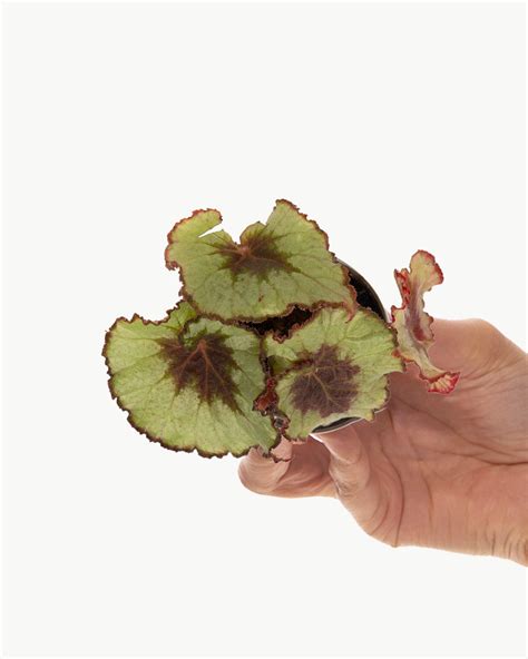 Lil Snail Begonia Begonia Rex Escargot Prickle Plants