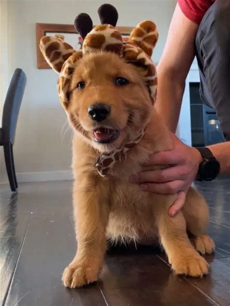 So Cute Scrolller