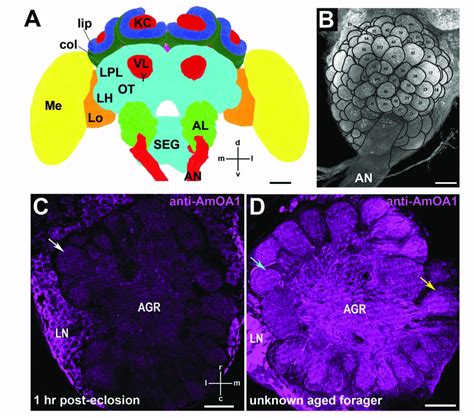 Honey Bee Brain And Antennal Lobe Developmental Plasticity With
