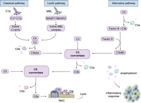 Complement Cascade Schematic Illustration There Are Three Pathways