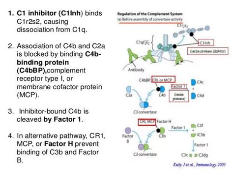 The Complement System Pptx