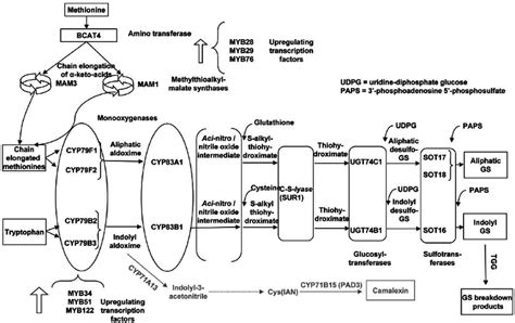 Outline Of Glucosinolate And Camalexin Biosynthetic Pathways In A Download Scientific Diagram