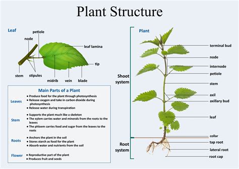 Plant Structure Diagram And Function Plant Structures And Func