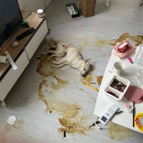 임산부가 친정간다고 집에 방치해둬 굶어 죽은 강아지 사체사진주의 인스티즈 Instiz 인티포털 카테고리