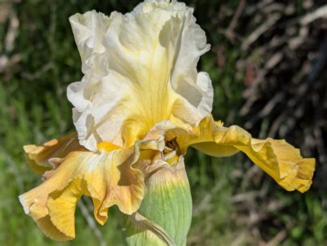 California Garden Series Yellow And White Amoena Talk Bearded Iris