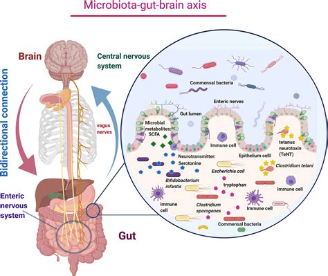 Microbiota E Autismo — Andreia Torres
