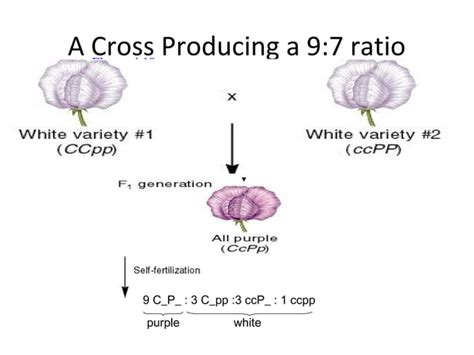 Epistatic Gene Interaction By Biotechnology Ciit Abbottabad Ppt