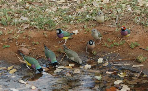 Gouldian Finch Griffith Ecology Lab