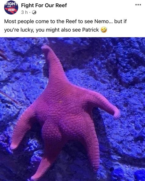 The Real Patrick Star R Spongebob