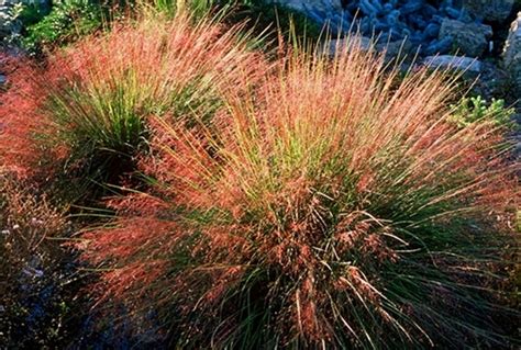 Learn About Muhlenbergia Reverchonii Undaunted Undaunted Ruby Muhly