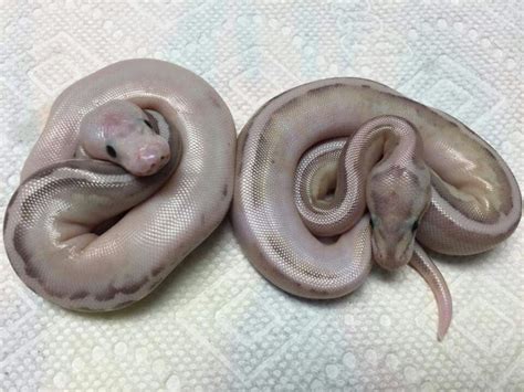 Disco Ball Python Ball Python Pets Snek