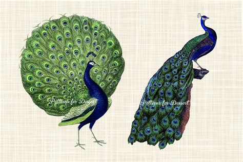 Vintage Peacock Clip Art Graphic By Patterns For Dessert · Creative Fabrica