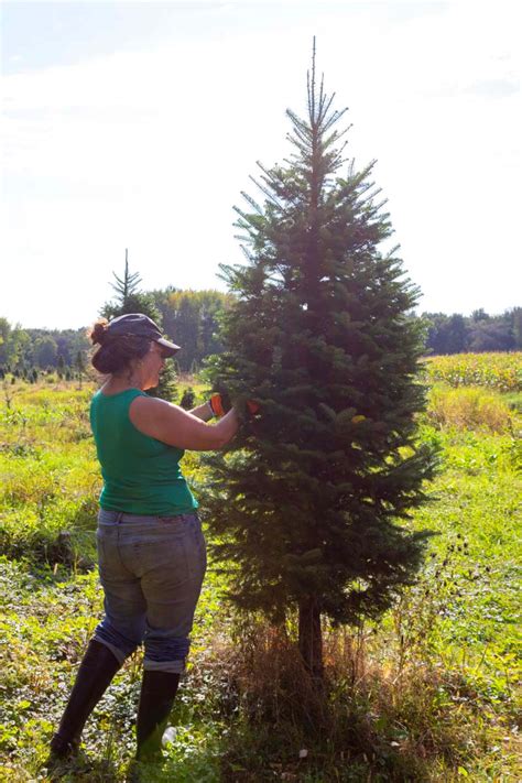 Arbres De Noël Domaine Clovis