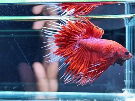 Crown Tail Avialble 100 G At Rs 200pack In Kadur Id 2854444526255