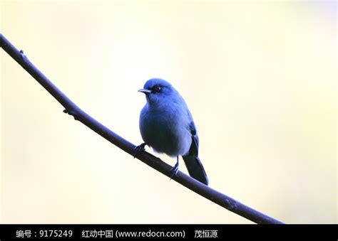 漂亮的丽色奇鹛高清图片下载 红动中国